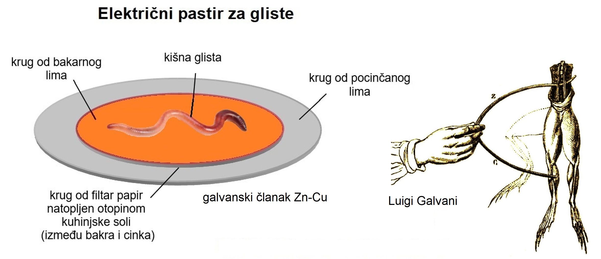 Glista